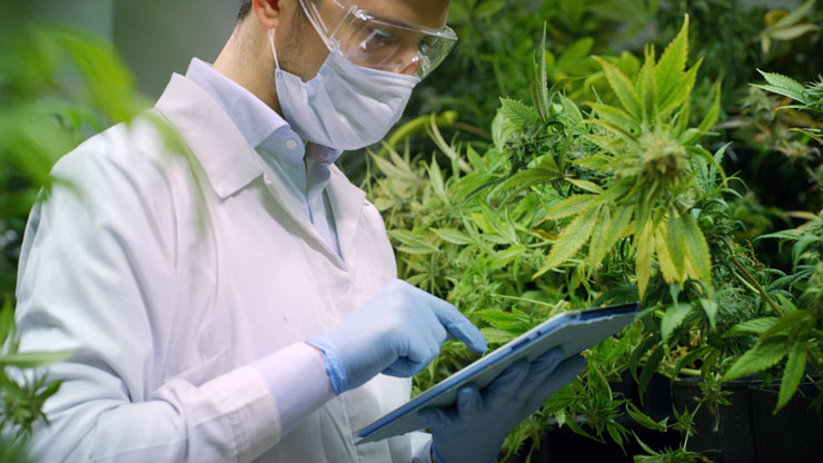 How to Read a Marijuana Certificate of Analysis | The Cannigma