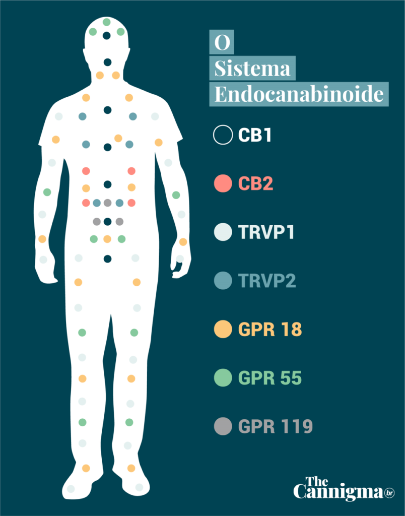 SECB - Sistema Endocanabinóide: Guia completo | Cannigma BR