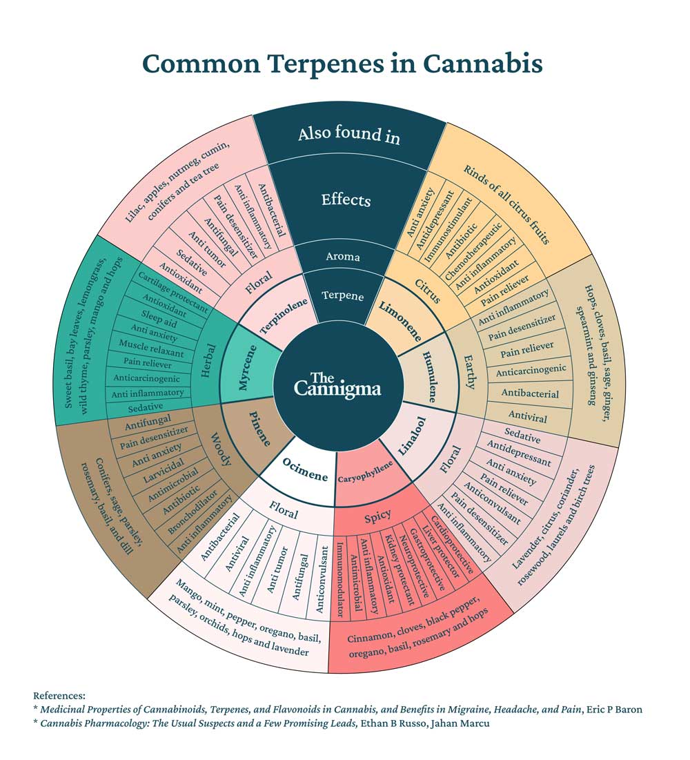 Best Strains and Terpenes for Anxiety | The Cannigma