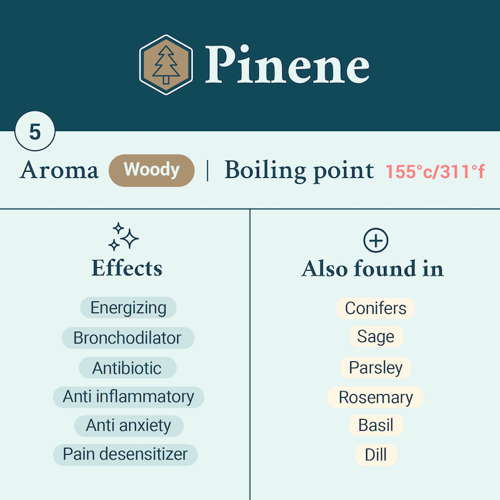 Pinene: Definition and Effects | Terpenes | The Cannigma