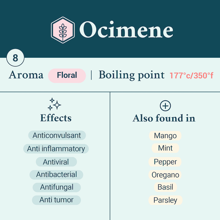 Ocimene: Definition of Cannabis Terpene B-Ocimene | Terpene | The Cannigma