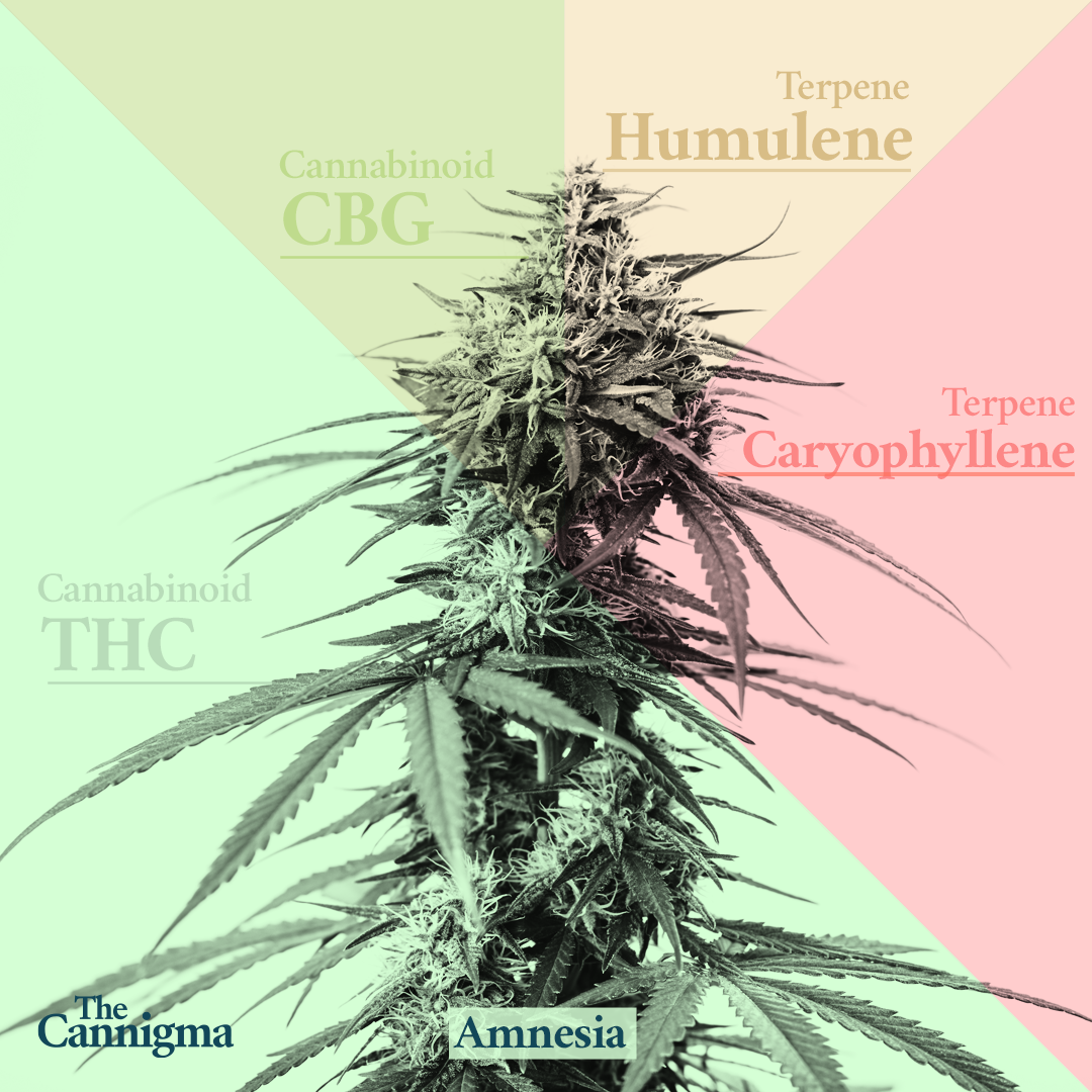 Amnesia Weed Strain Review 2025 | The Cannigma