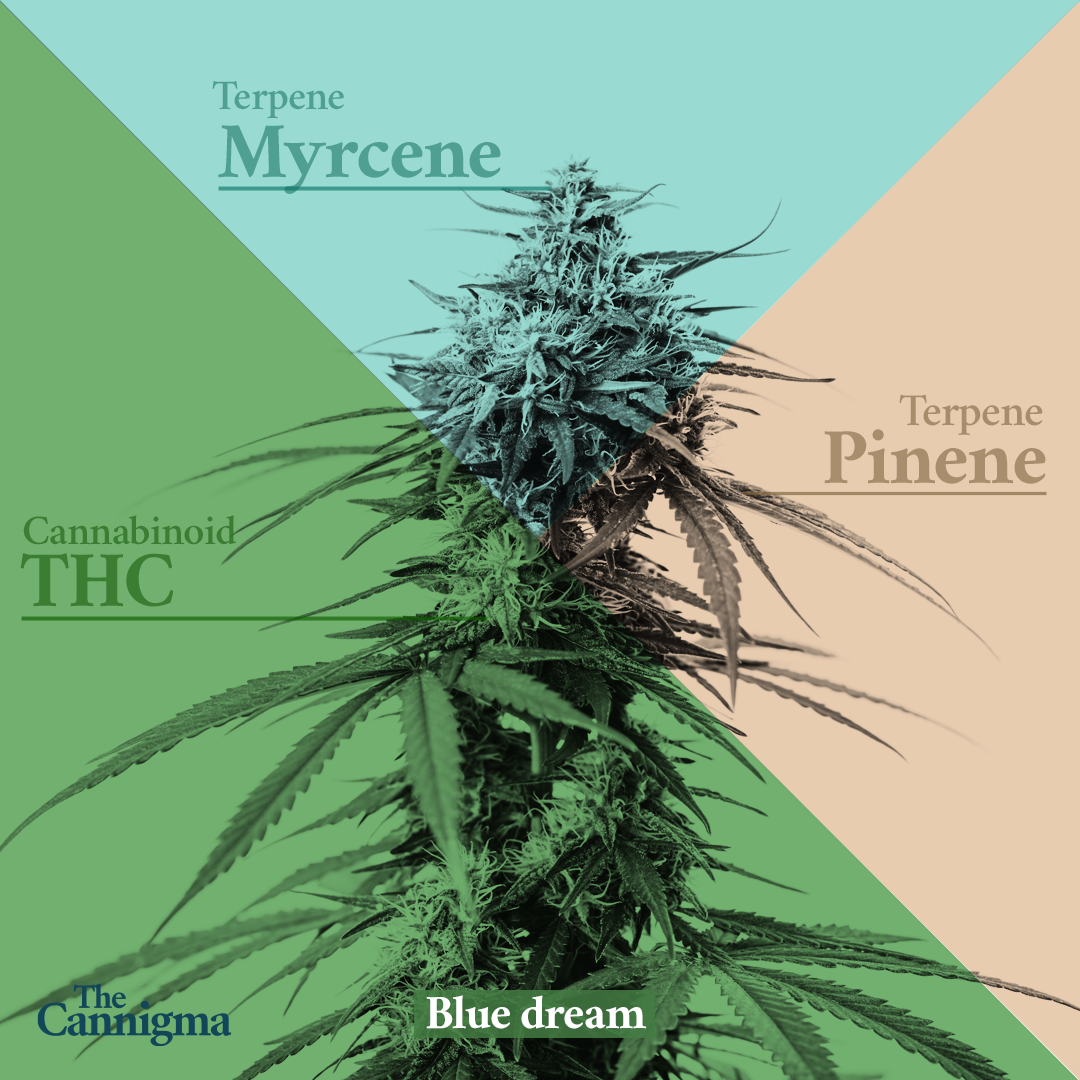 Blue Dream Marijuana Strain Review 2025 | The Cannigma