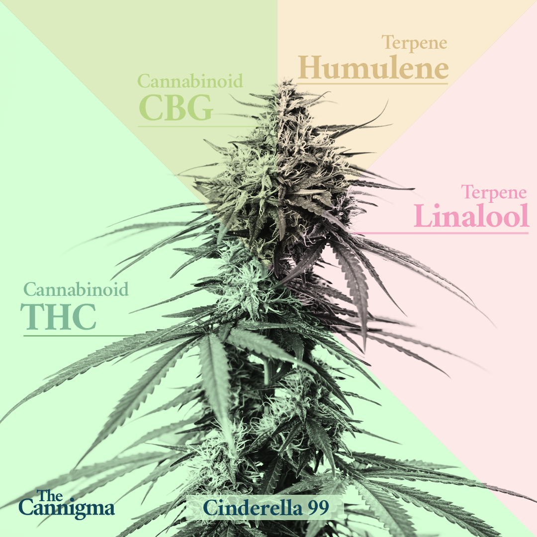 Cinderella 99 Weed Strain Review 2025 | The Cannigma