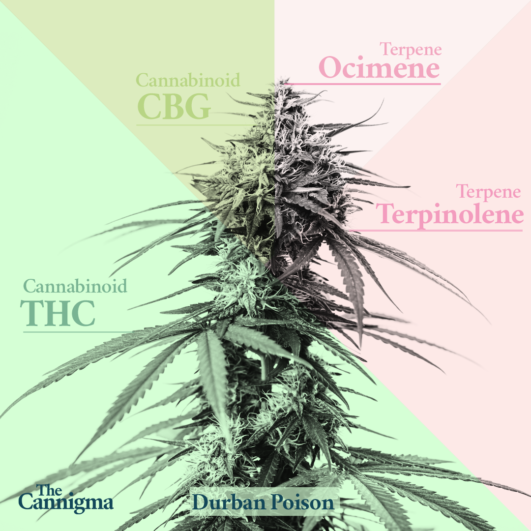 Durban Poison Weed Strain Review 2025 | The Cannigma