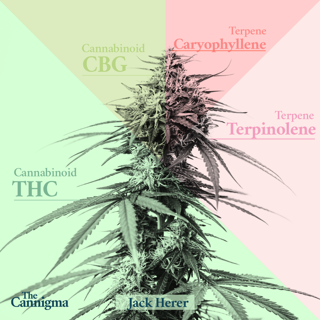 Jack Herer Marijuana Strain Review 2025 | The Cannigma