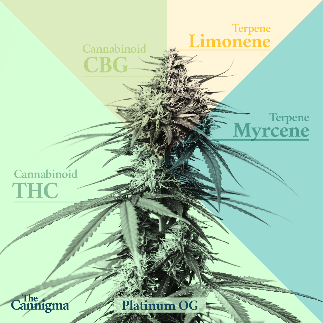 Platinum OG Weed Strain Review 2025 | The Cannigma
