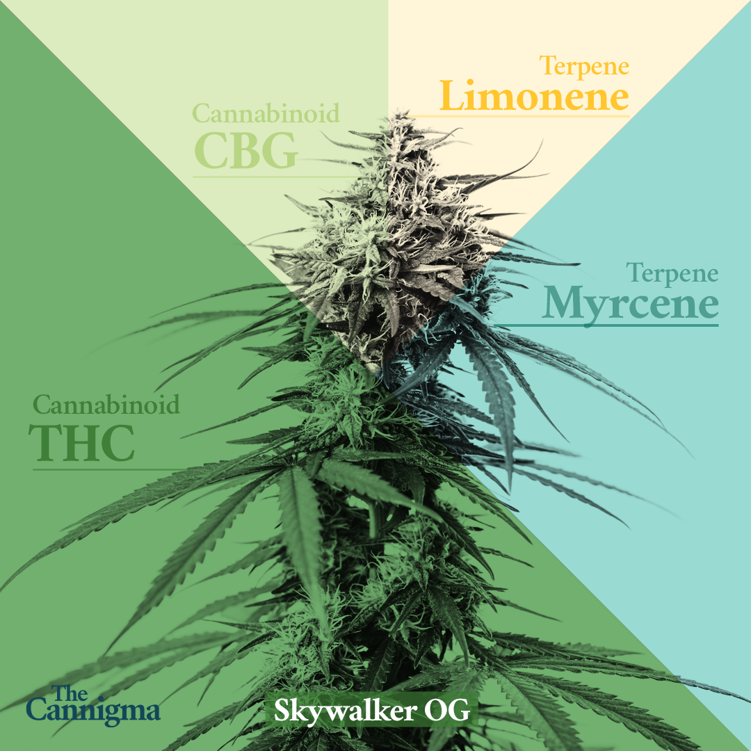 Skywalker OG 2025 Weed Strain Review | The Cannigma