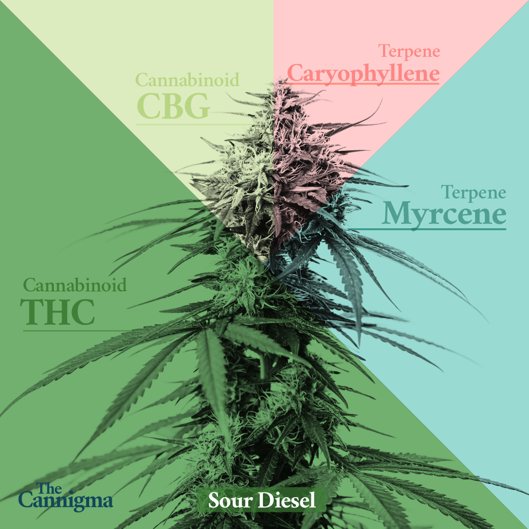 Sour Diesel Marijuana Strain Review 2025 | The Cannigma