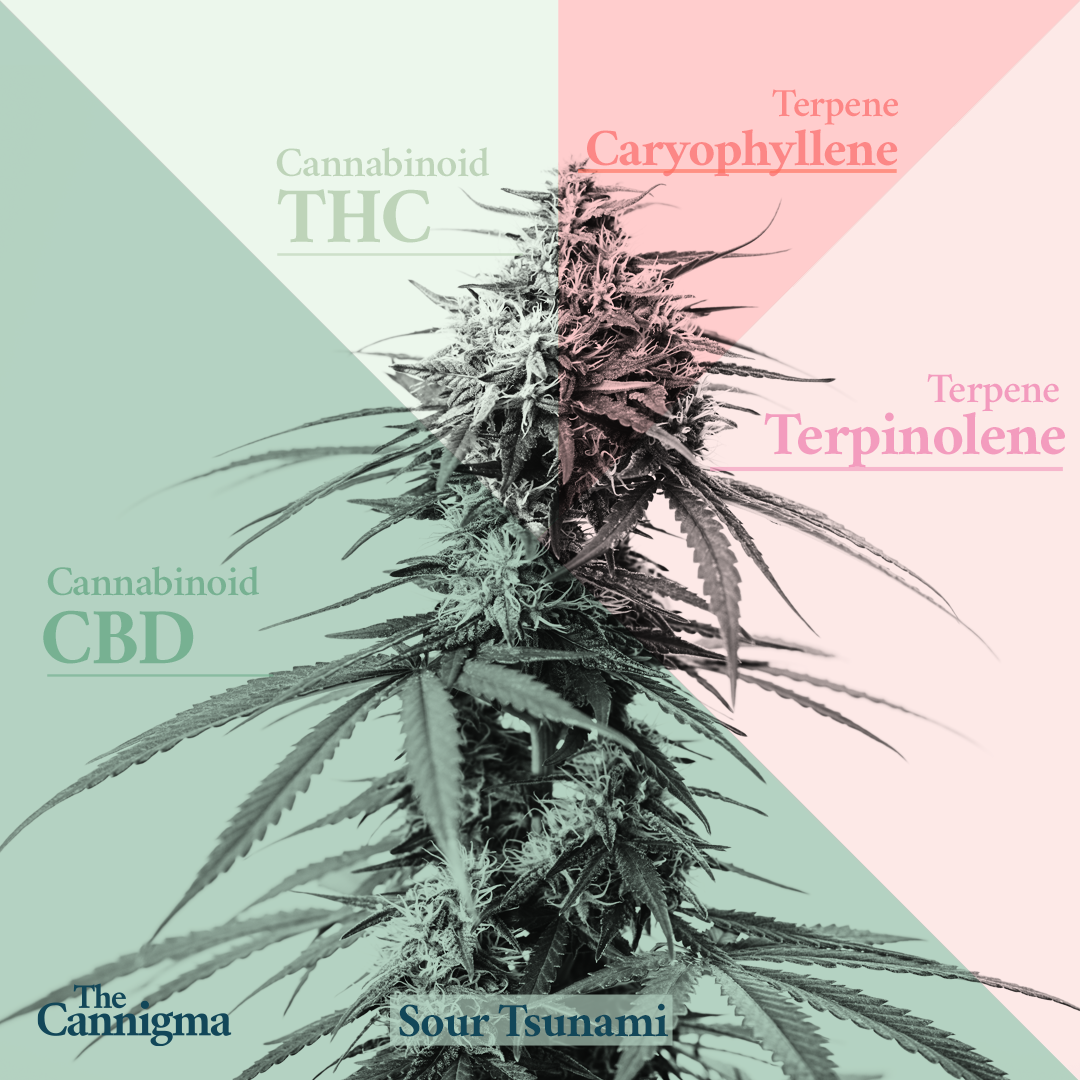 Sour Tsunami Marijuana Strain 2025 | The Cannigma