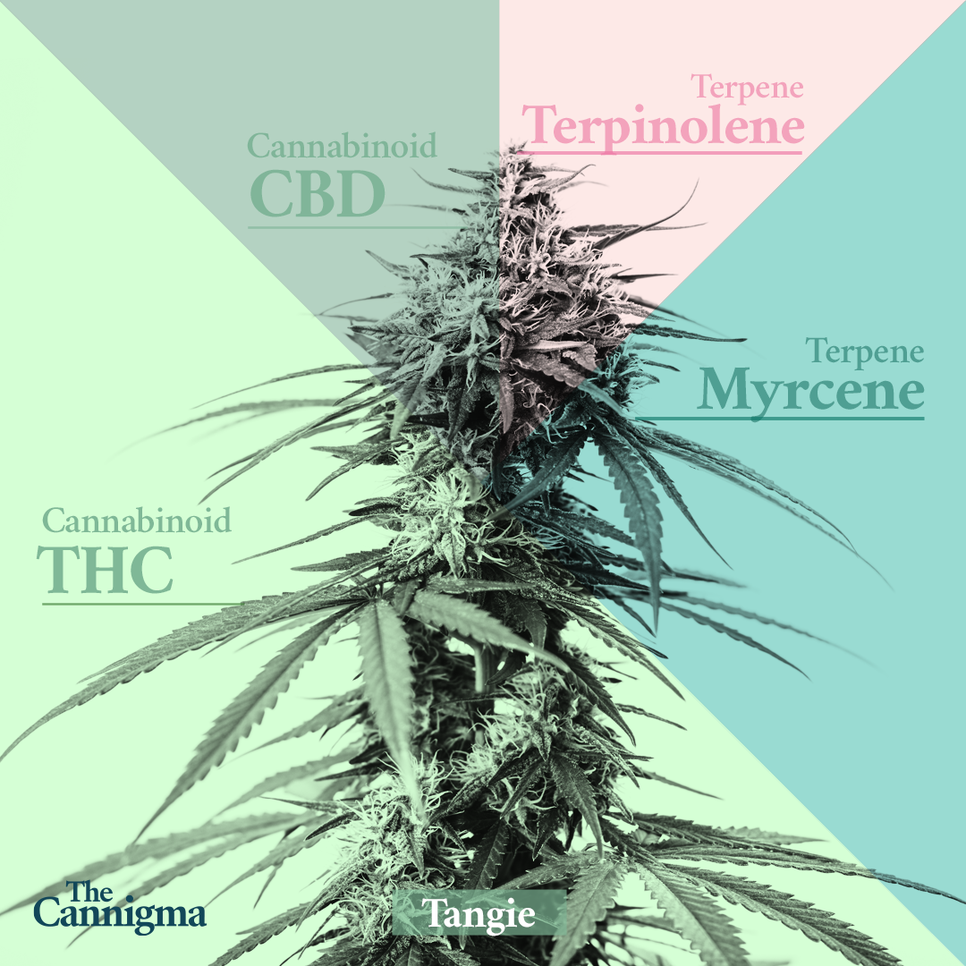 Tangie Weed Strain Review 2025 | The Cannigma