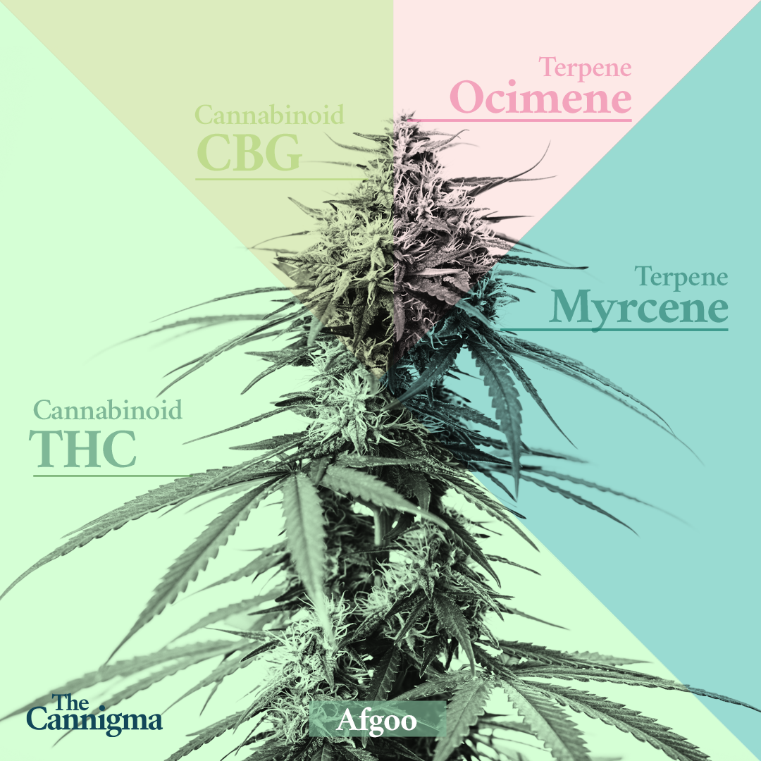 Afgoo Weed Strain Review 2025 | The Cannigma