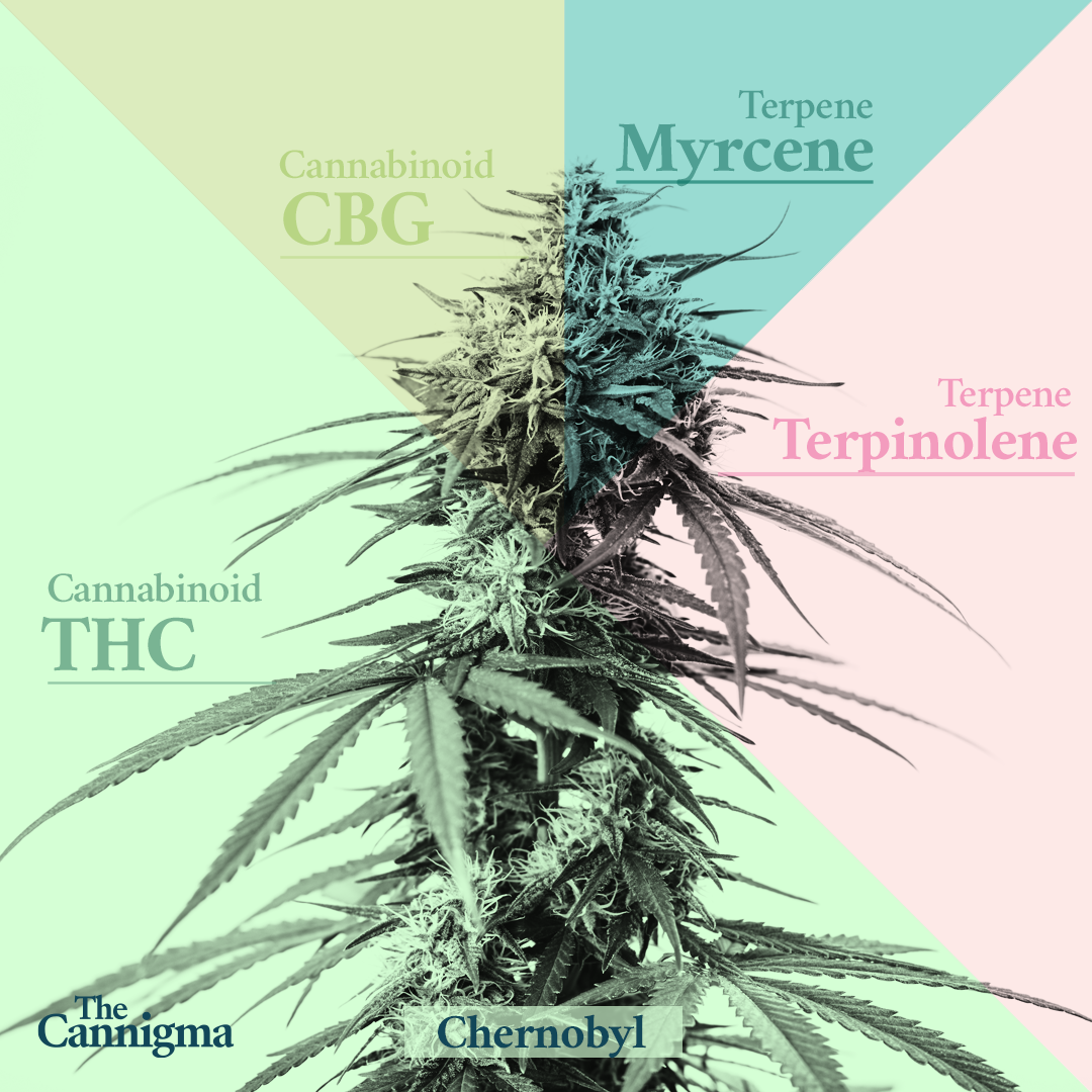 Chernobyl Weed Strain Review 2025 | The Cannigma