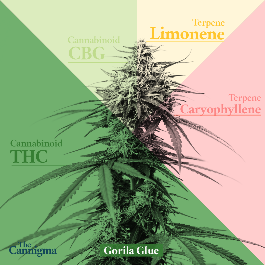 Gorilla Glue Weed Strain | Science-Based 2025 Review