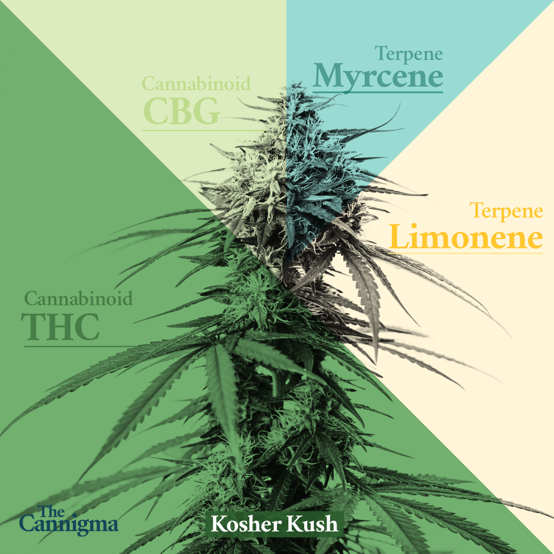 Kosher Kush Weed Strain | Science-Based Review