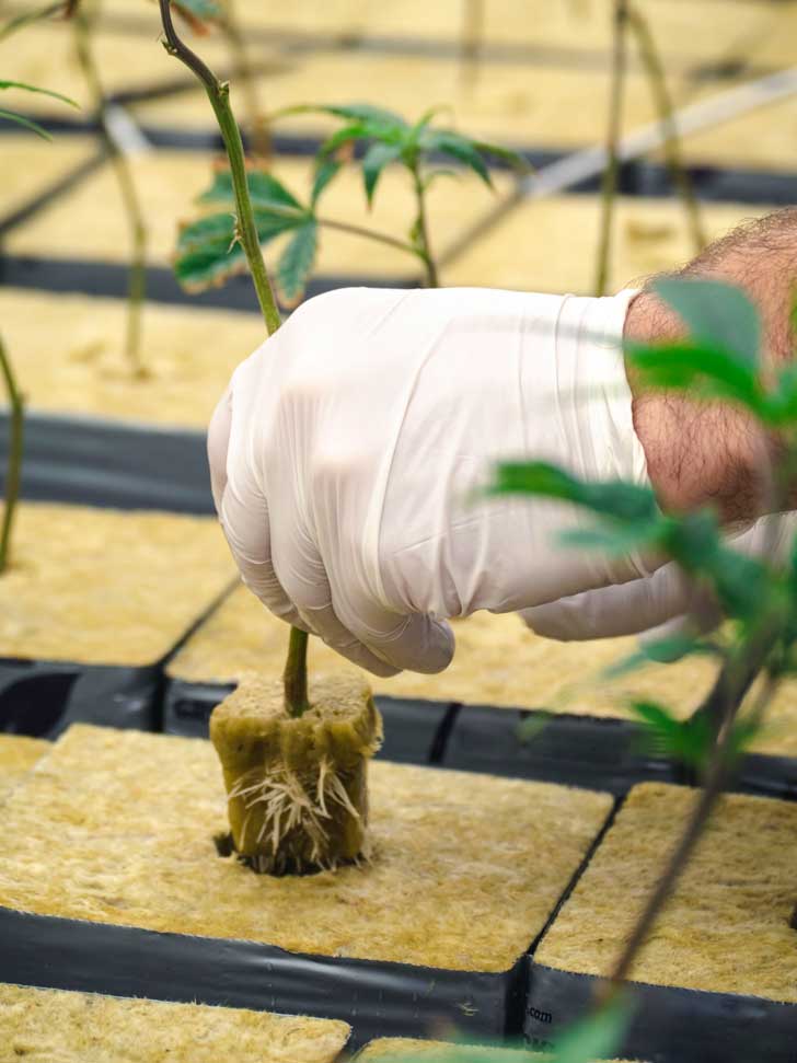 Cloning Marijuana Plants: Here’s How You Do It | The Cannigma