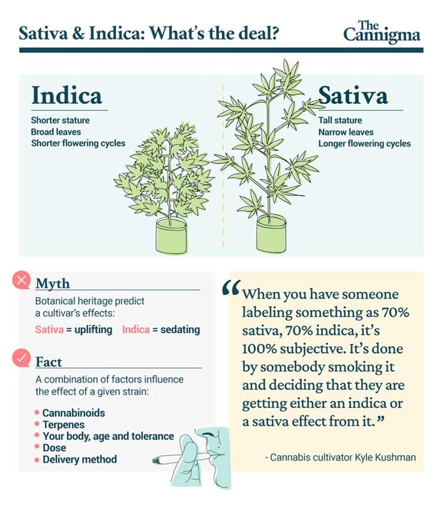 Indica vs Sativa: Differences and Similarities | The Cannigma