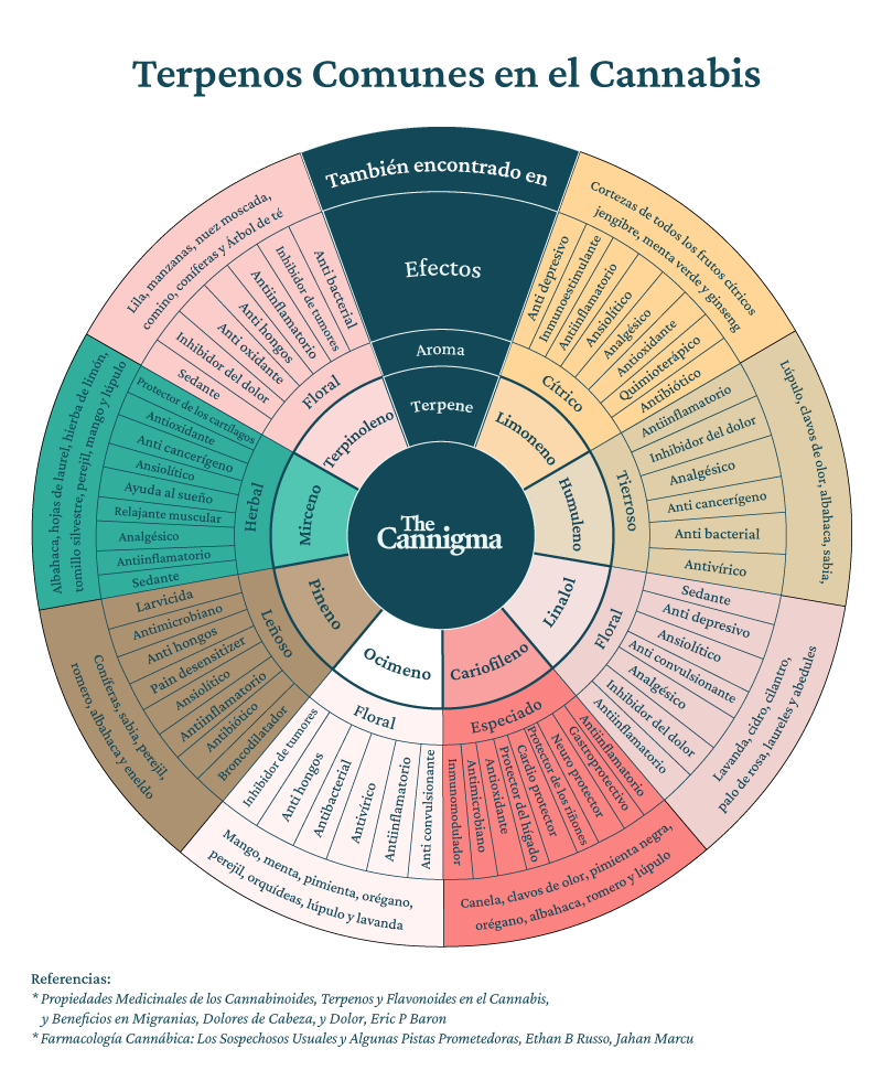 La Guía Completa A Los Terpenos Del Cannabis Cannigma Es