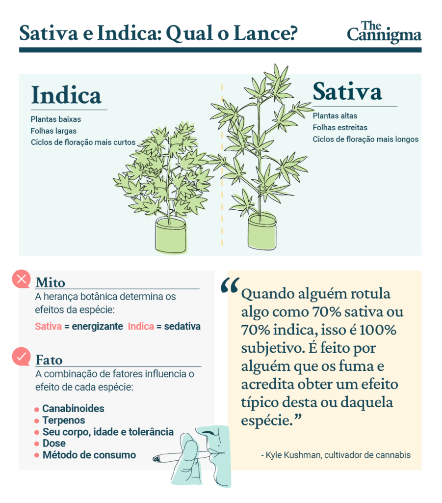 Cannabis Sativa vs Indica: Qual é a diferença? | Cannigma BR