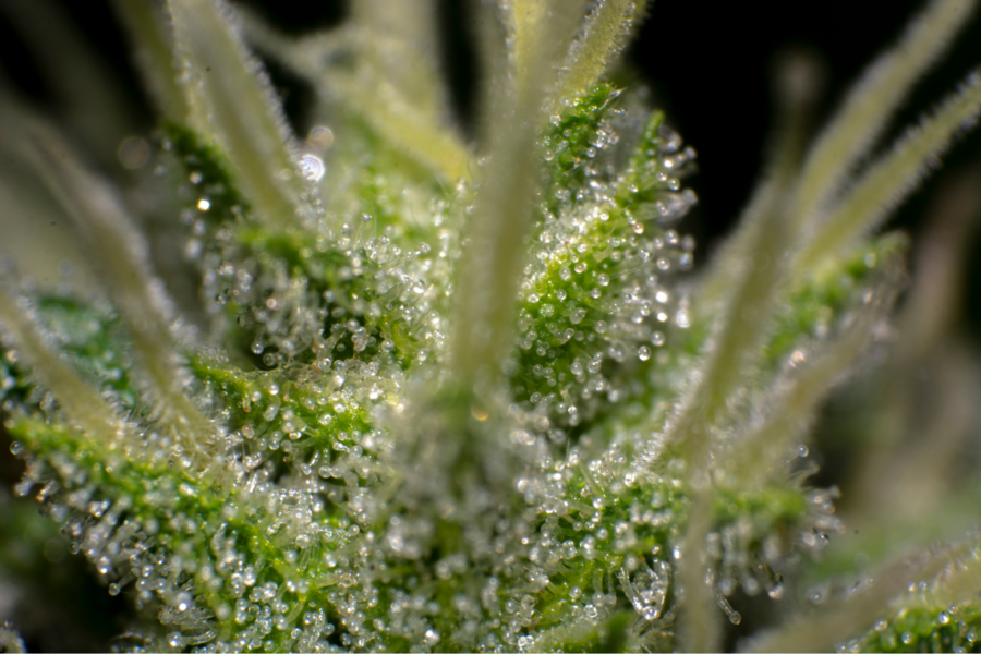Cannabinoids 101: A List of Cannabinoids and Their Effects