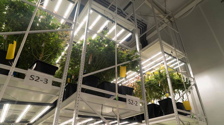 How Indoor Cannabis Grows Could Change Agriculture Forever