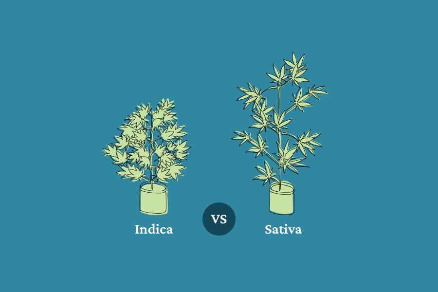 Indica Vs Sativa Differences And Similarities The Cannigma