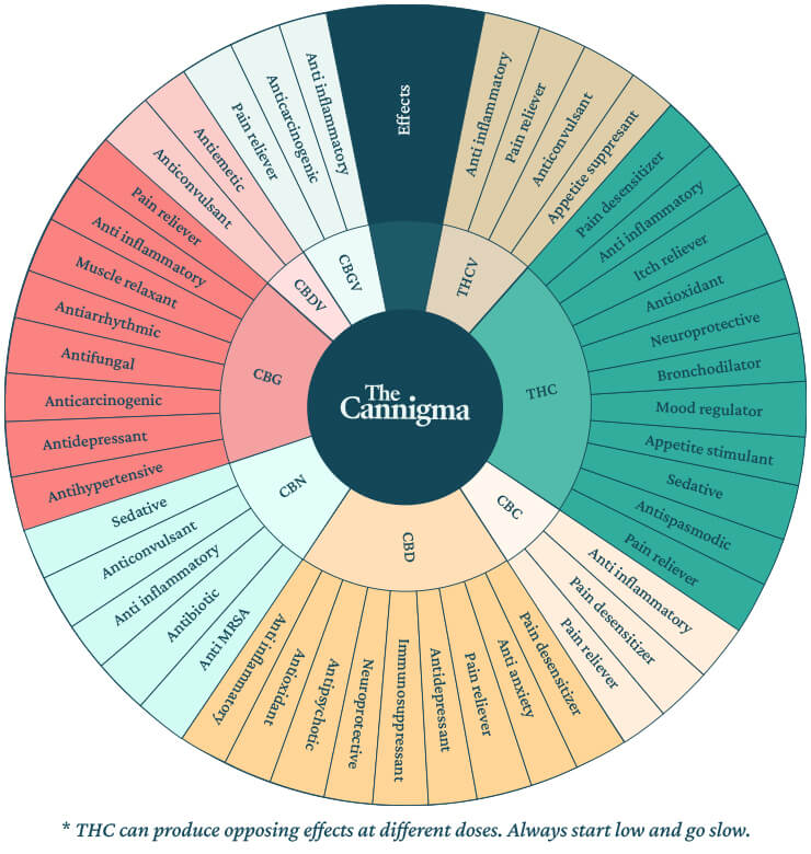 Cannabinoids 101: A List of Cannabinoids and Their Effects