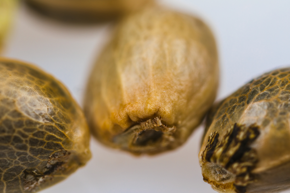 How To Germinate All Types of Cannabis Seeds | The Cannigma