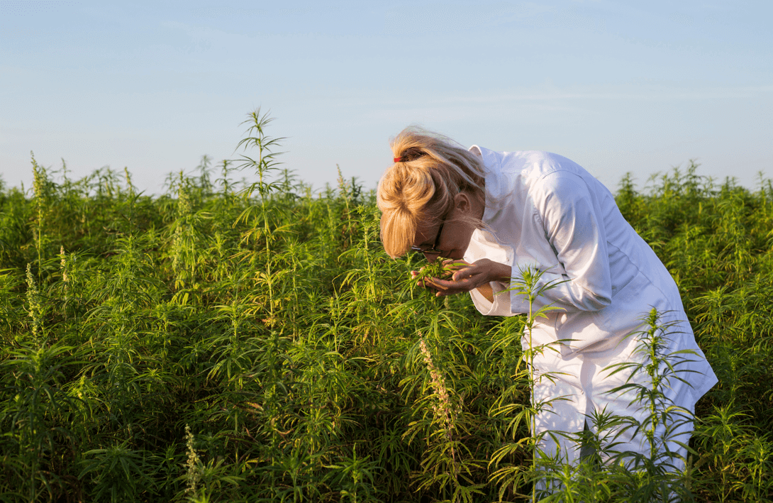 If You Like How Weed Smells - Does That Mean It’s Better?