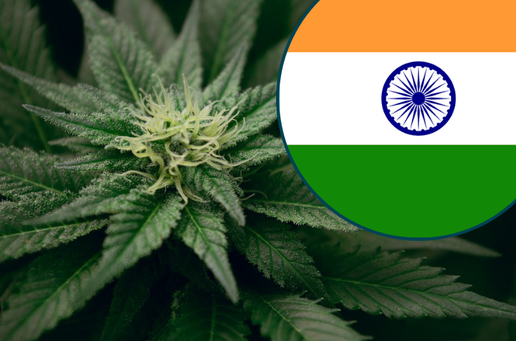Is Weed Legal in India? 2025 Marijuana Laws | The Cannigma