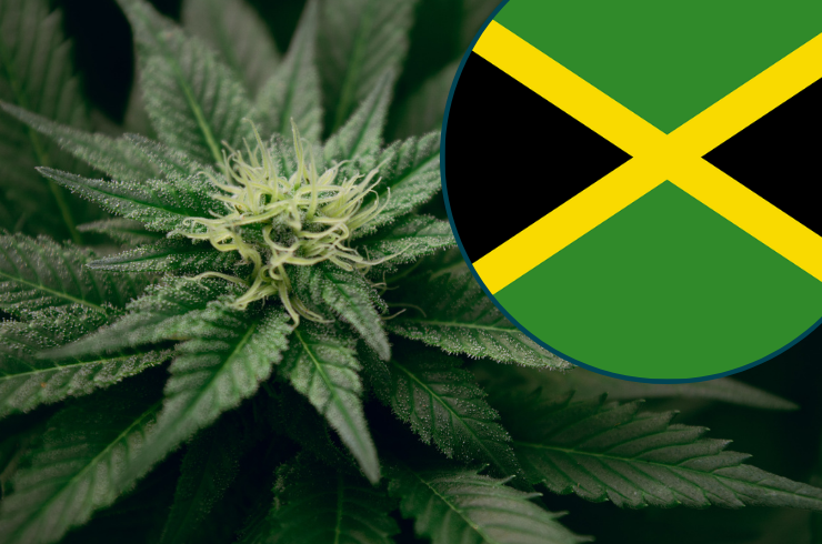 Weed in Jamaica: What Are the Marijuana Laws in 2026?
