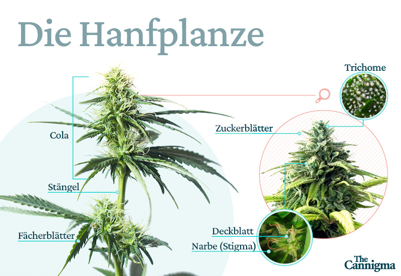 Was unterscheidet männliche von weiblichen Hanfpflanzen | The Cannigma