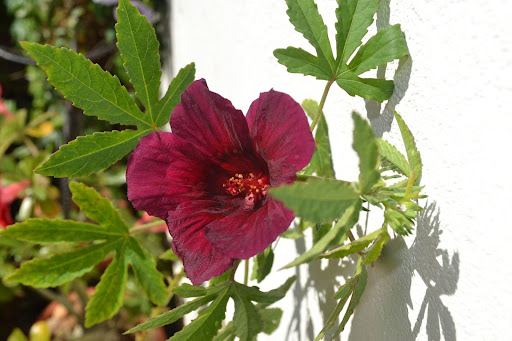 Wild Cannabis: What Is Ditch Weed Really, and Should You Use It?