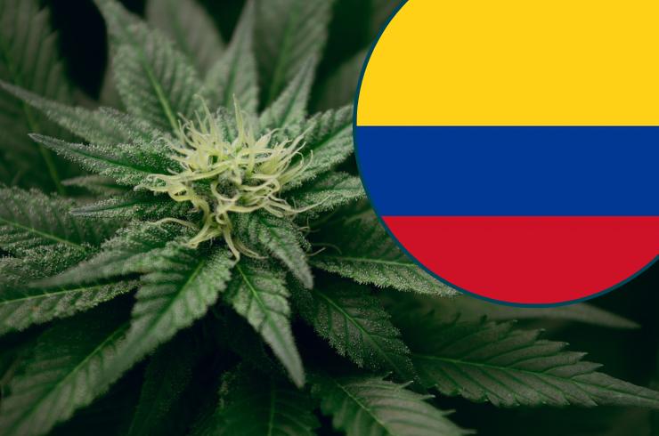 Is Weed Legal in Colombia? | Marijuana Laws | The Cannigma