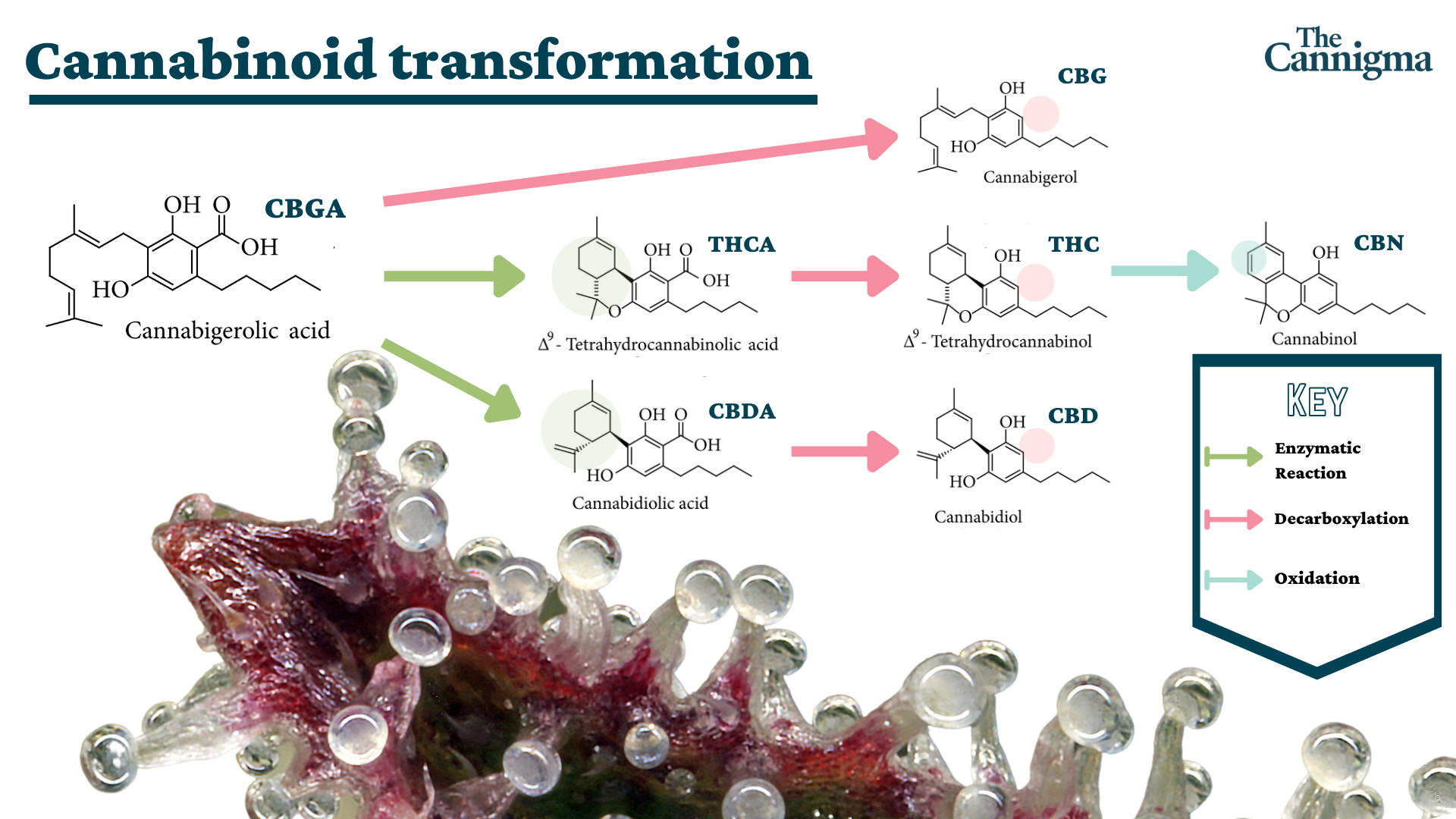 What is CBGA? | The Cannigma