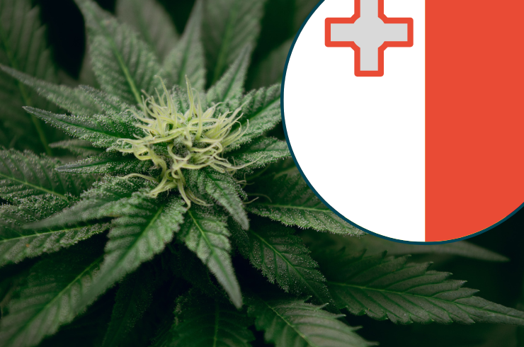 Cannabis laws in Malta | The Cannigma