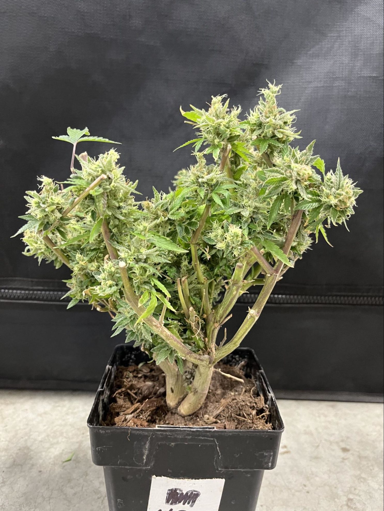 What is a revegged cannabis plant and why you should try it | The Cannigma