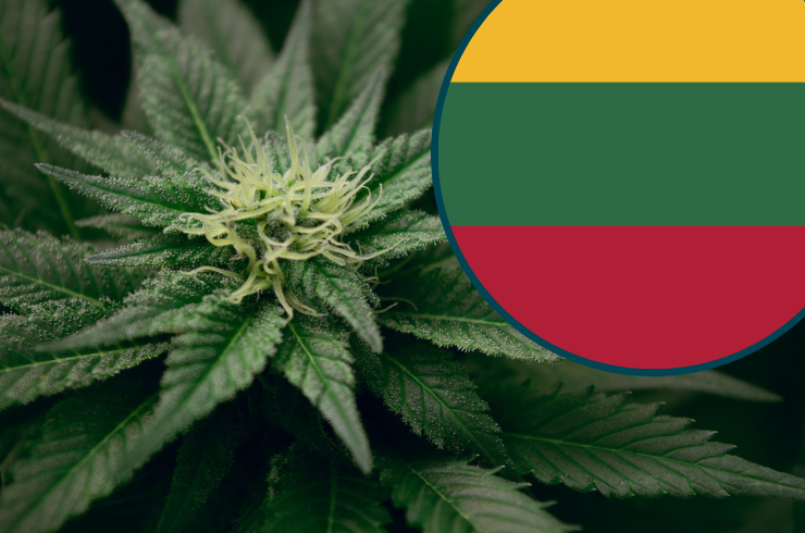 Cannabis laws in Lithuania | The Cannigma