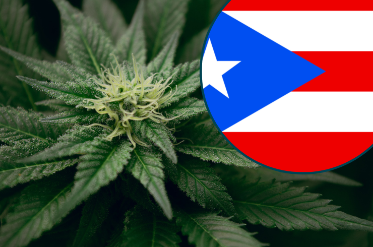 Is Weed Legal in Puerto Rico? | The Cannigma