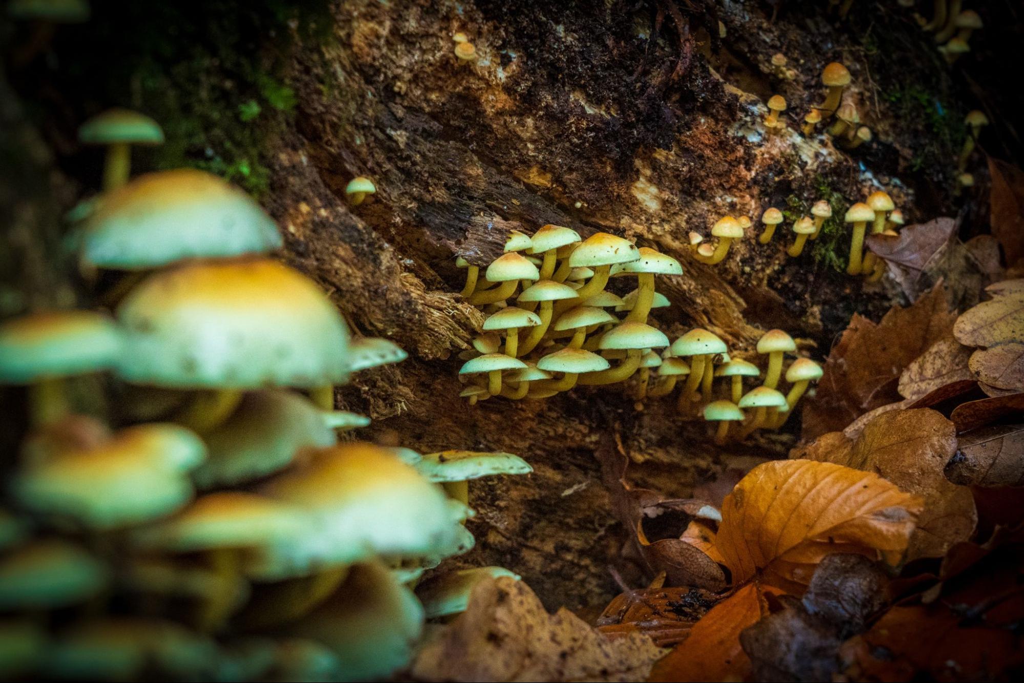 The history and science of psychedelics: from acid and shrooms to ...