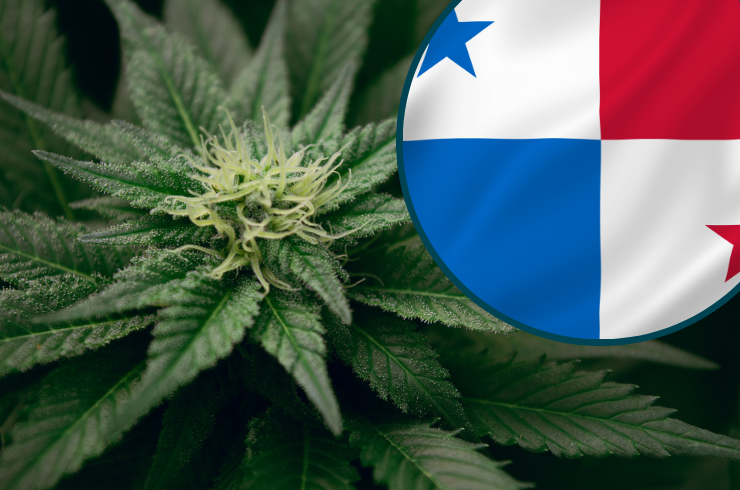 Is Weed Legal in Panama? | The Cannigma