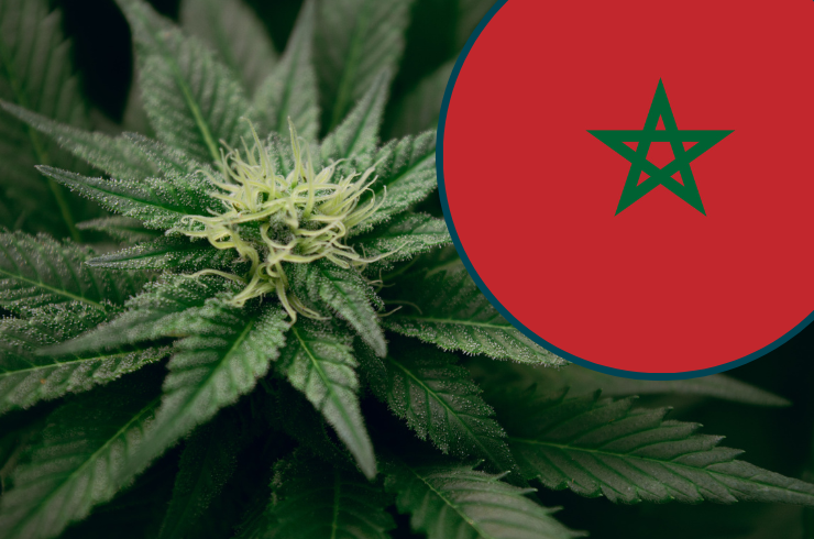 Is Weed Legal in Morocco | The Cannigma