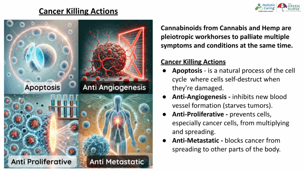 Cannabis and Hemp CBD in Cancer Care: A New Frontier in Healing | The ...