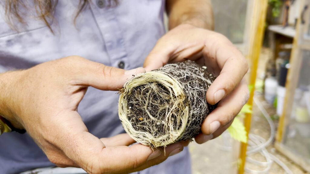 How to Grow Weed: A Beginner's Guide to Cannabis Cultivation | The Cannigma