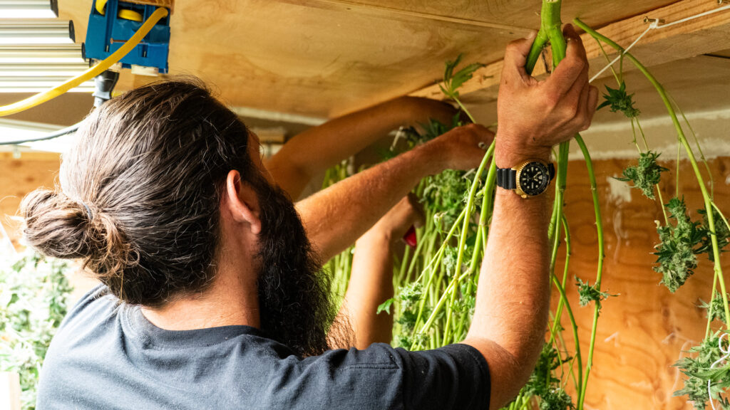 How to Grow Weed: A Beginner's Guide to Cannabis Cultivation | The Cannigma